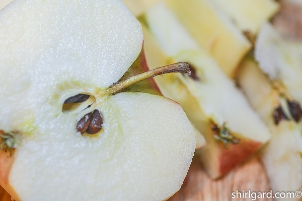 Apple Financier Cakes – ShirlGard